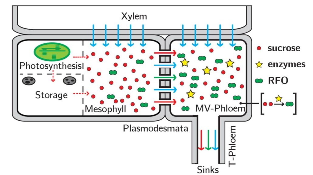 Phloem loading through plasmodesmata: a biophysical analysis | Plantae