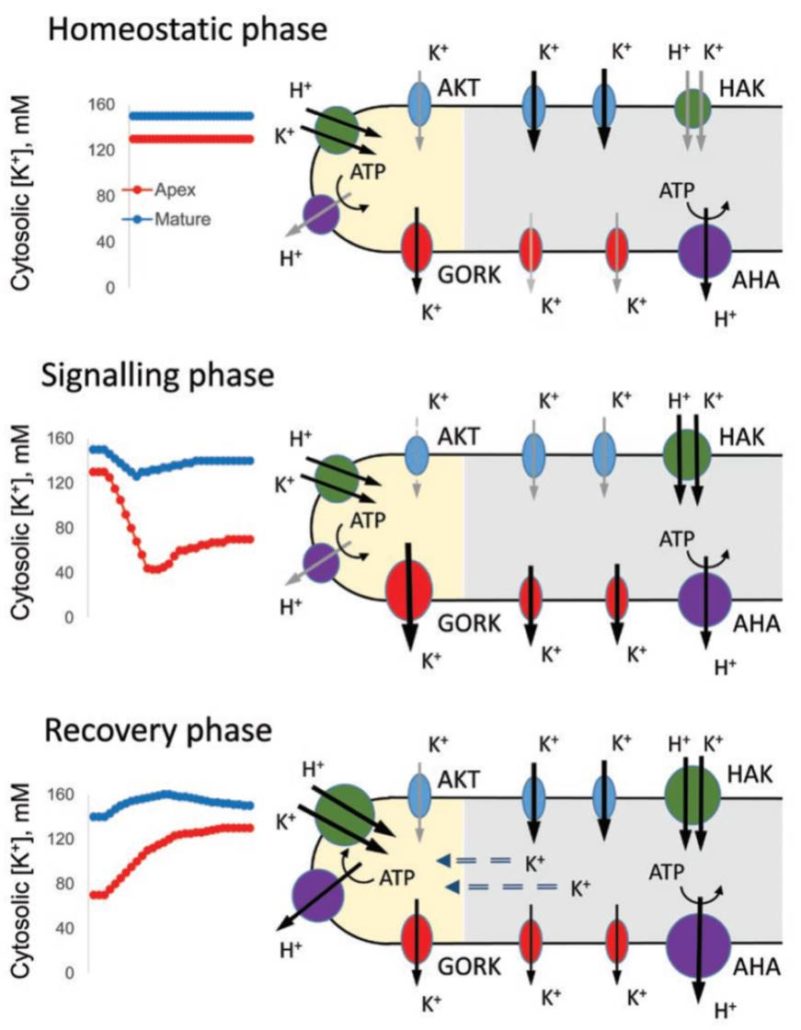 Viewpoint: Signalling by potassium: another second messenger to add to ...