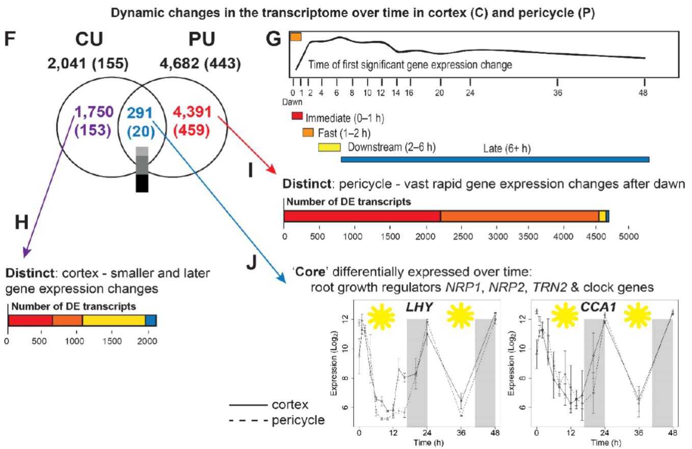 4D root gene expression | Plantae