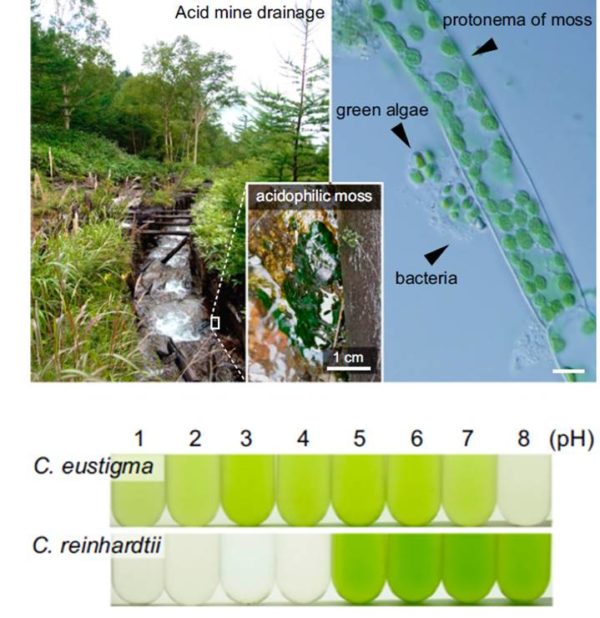 An acidophilic green algal genome provides insights into adaptation to ...