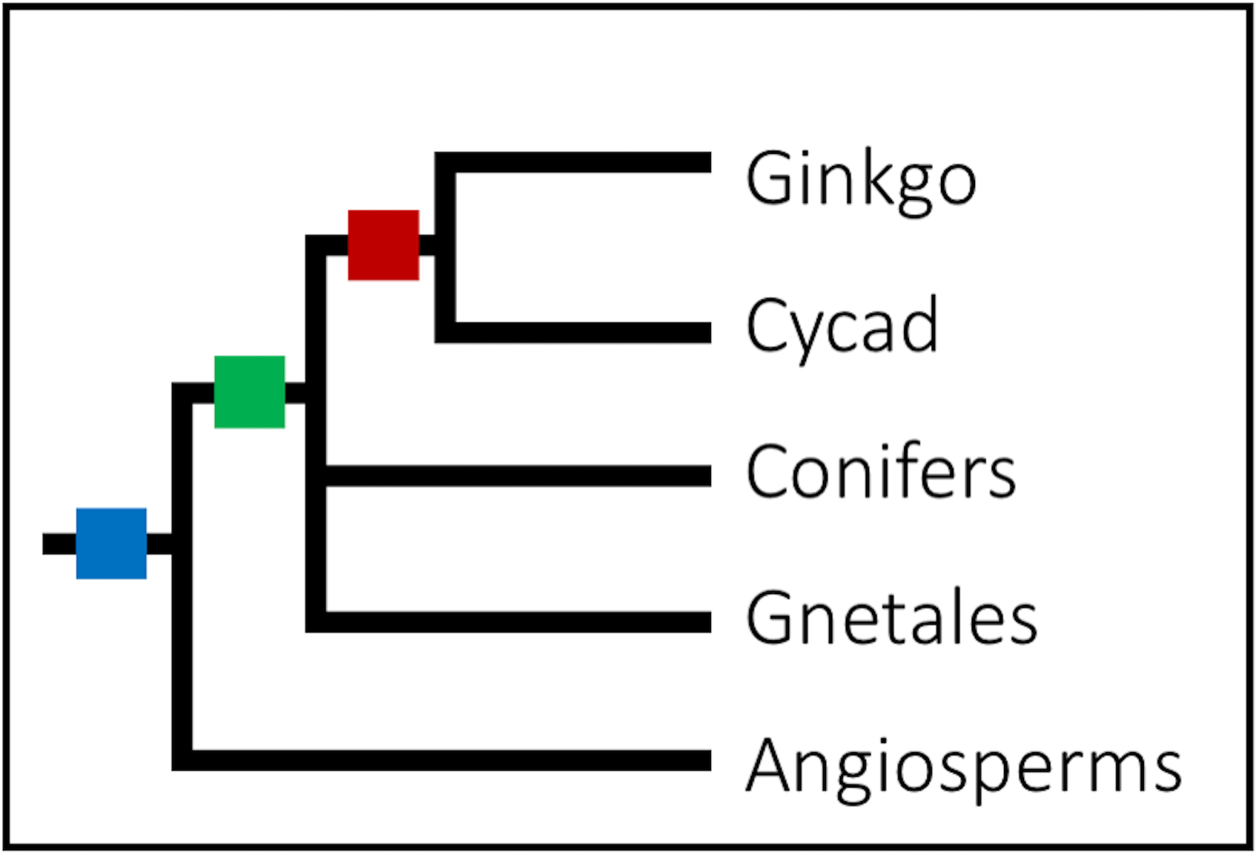 Completing the whole puzzle of whole genome duplications in land plants ...