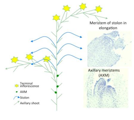 Flowering Versus Runnering: A Very Important Decision in Strawberry ...