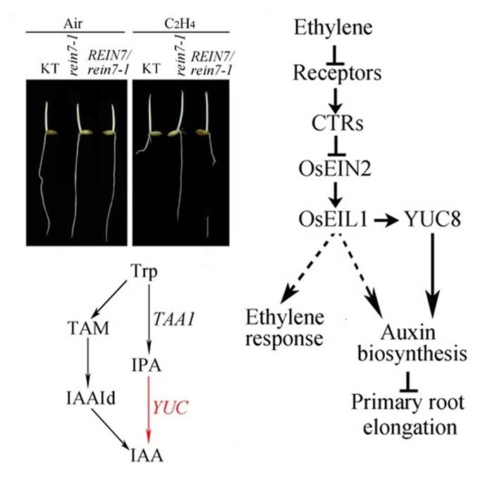 OsEIL1 affects auxin biosynthesis in ethylene-inhibited rice root ...