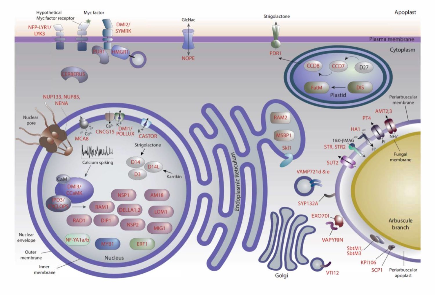 Review: Plant signaling and metabolic pathways enabling arbuscular ...