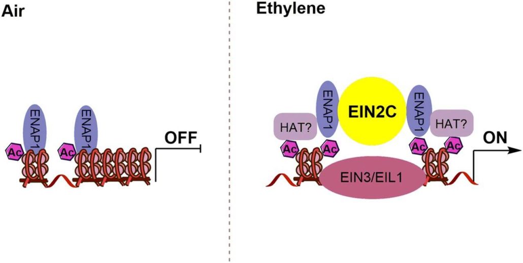 EIN2 mediates direct regulation of histone acetylation in the ethylene ...