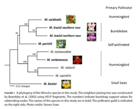Less is more: Gene loss in flower pollination evolution ($) | Plantae