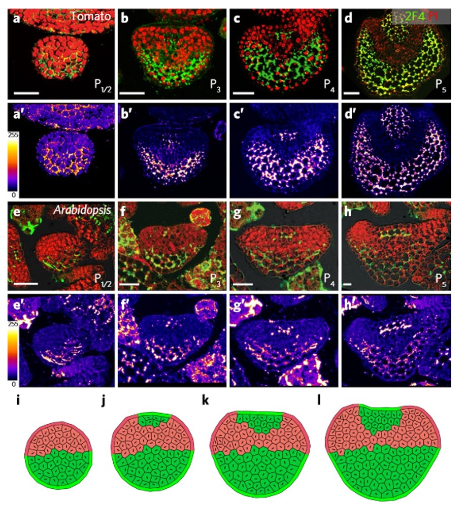 Mechanical regulation of organ asymmetry in leaves | Plantae