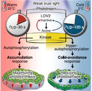 Phototropin perceives temperature based on the lifetime of its ...