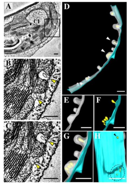Three-dimensional analysis of chloroplast structures associated with ...
