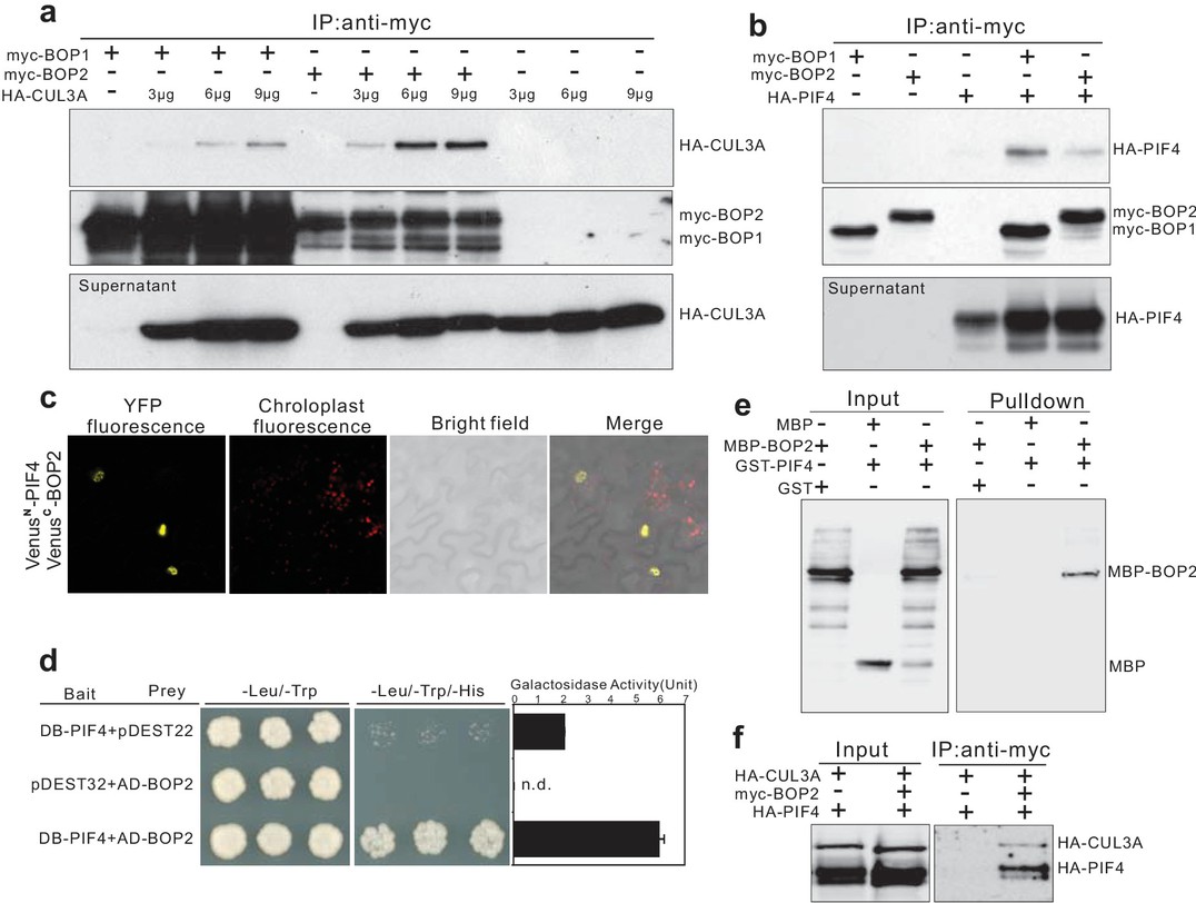 BLADE-ON-PETIOLE proteins act in an E3 ubiquitin ligase complex to ...