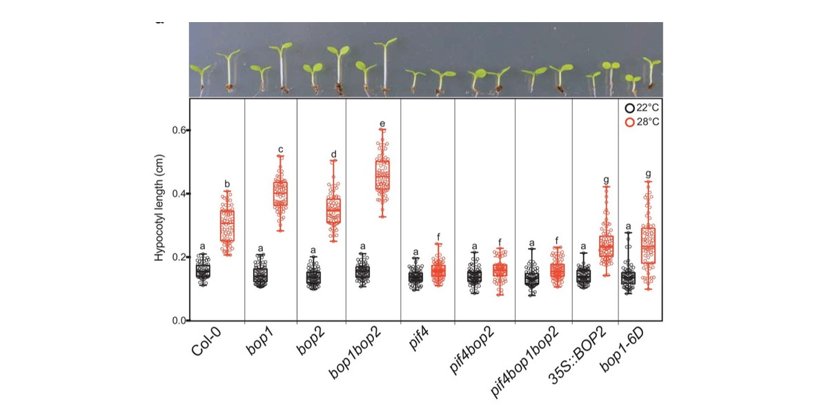 BLADE-ON-PETIOLE proteins act in an E3 ubiquitin ligase complex to ...