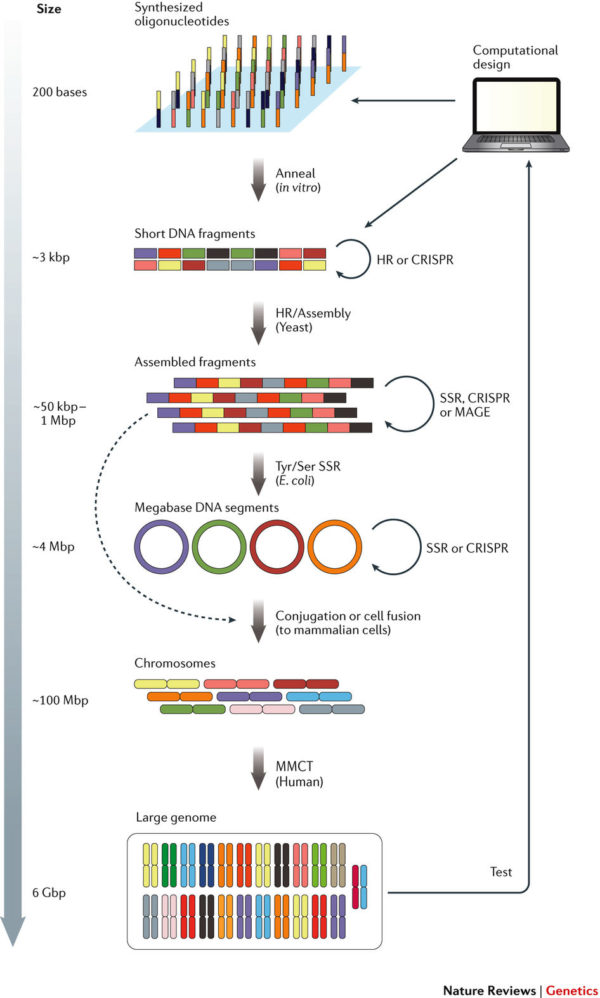 Opinion Beyond Editing To Writing Large Genomes Plantae