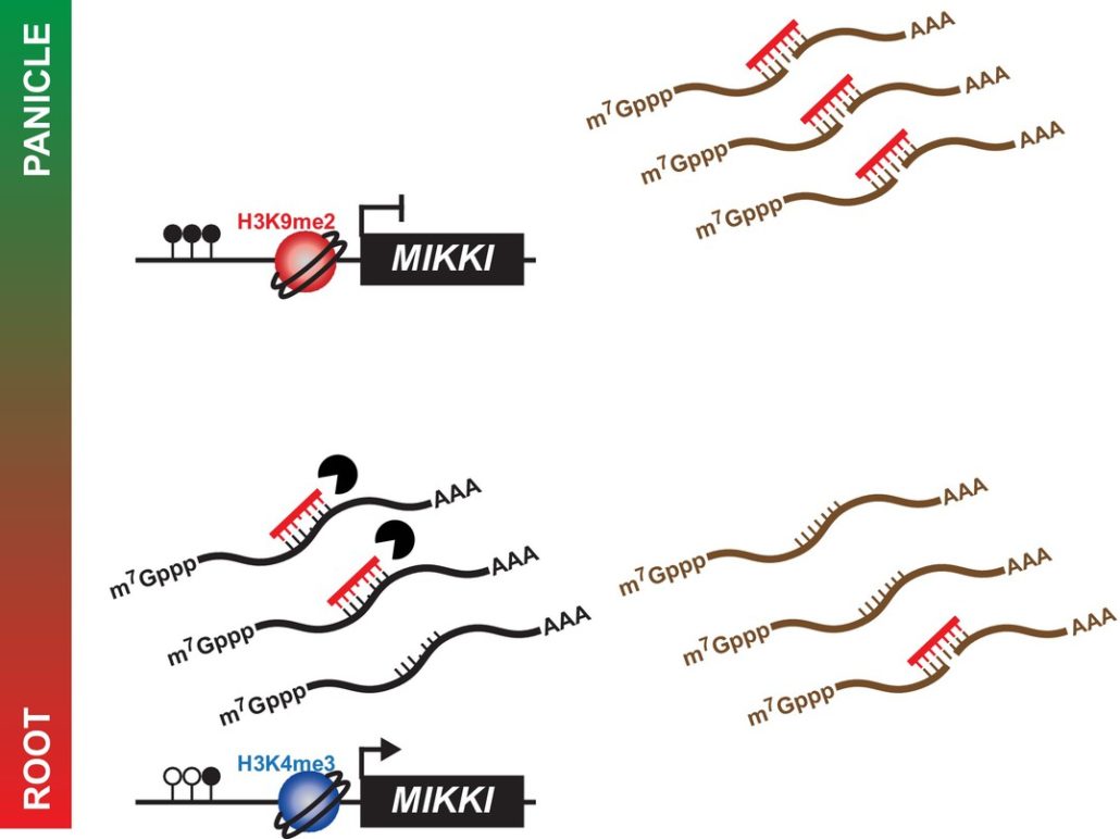 Regulation of rice root development by a retrotransposon acting as a ...