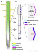 Review: Outer, inner and planar polarity in the Arabidopsis root | Plantae