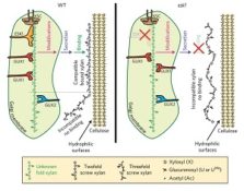 An even pattern of xylan substitution is critical for interaction with ...