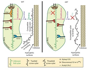 An even pattern of xylan substitution is critical for interaction with ...