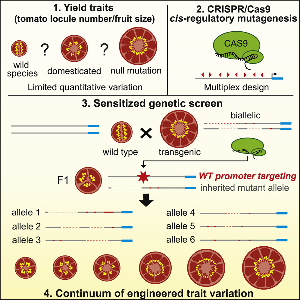 Improving crops by genome editing | Plantae