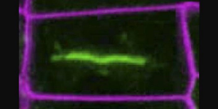 Write a Plant Science Haiku: And the winner is… | Plantae