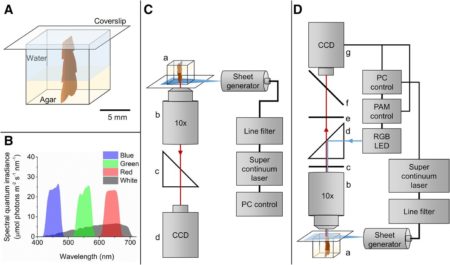 Imaging of Light Absorption and Photosynthesis | Plantae