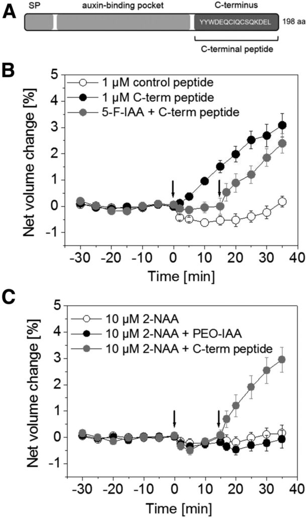 Protoplast Swelling Requires AUXIN BINDING PROTEIN1 | Plantae