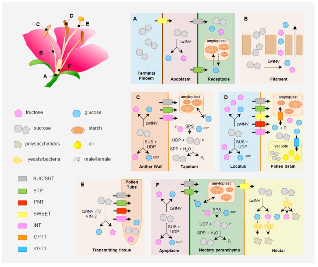 Update: Flower primary metabolism, pollinators’ preferences and seed ...