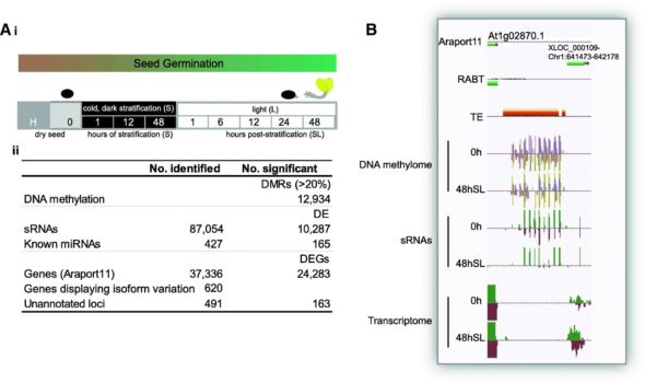 Genomic and epigenomic events occurring during germination | Plantae
