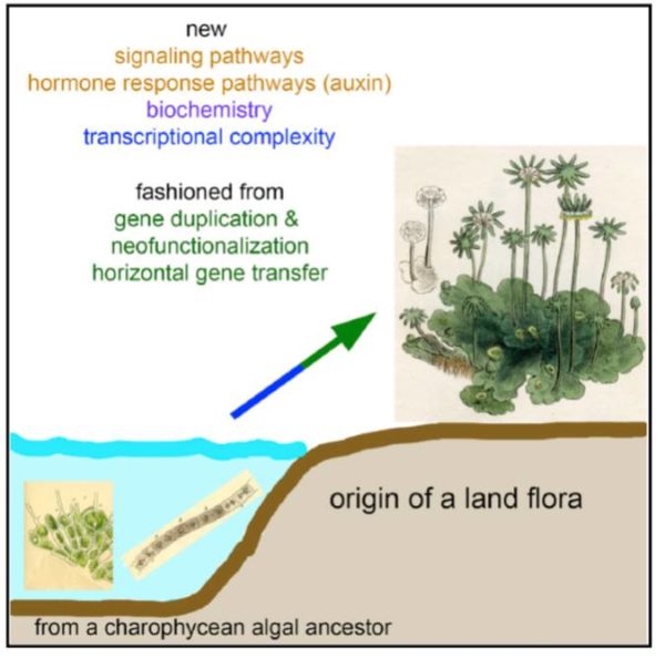 Insights into land plant evolution garnered from the Marchantia ...