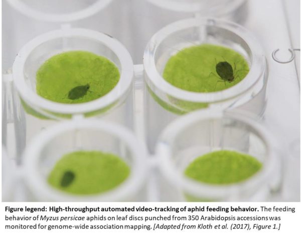 A Phloem Protein Contributes to Aphid Resistance and Heat Stress ...