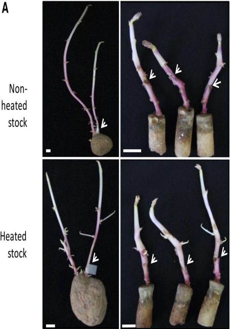 Suc Signals Induce Etiolated Stem Branching | Plantae
