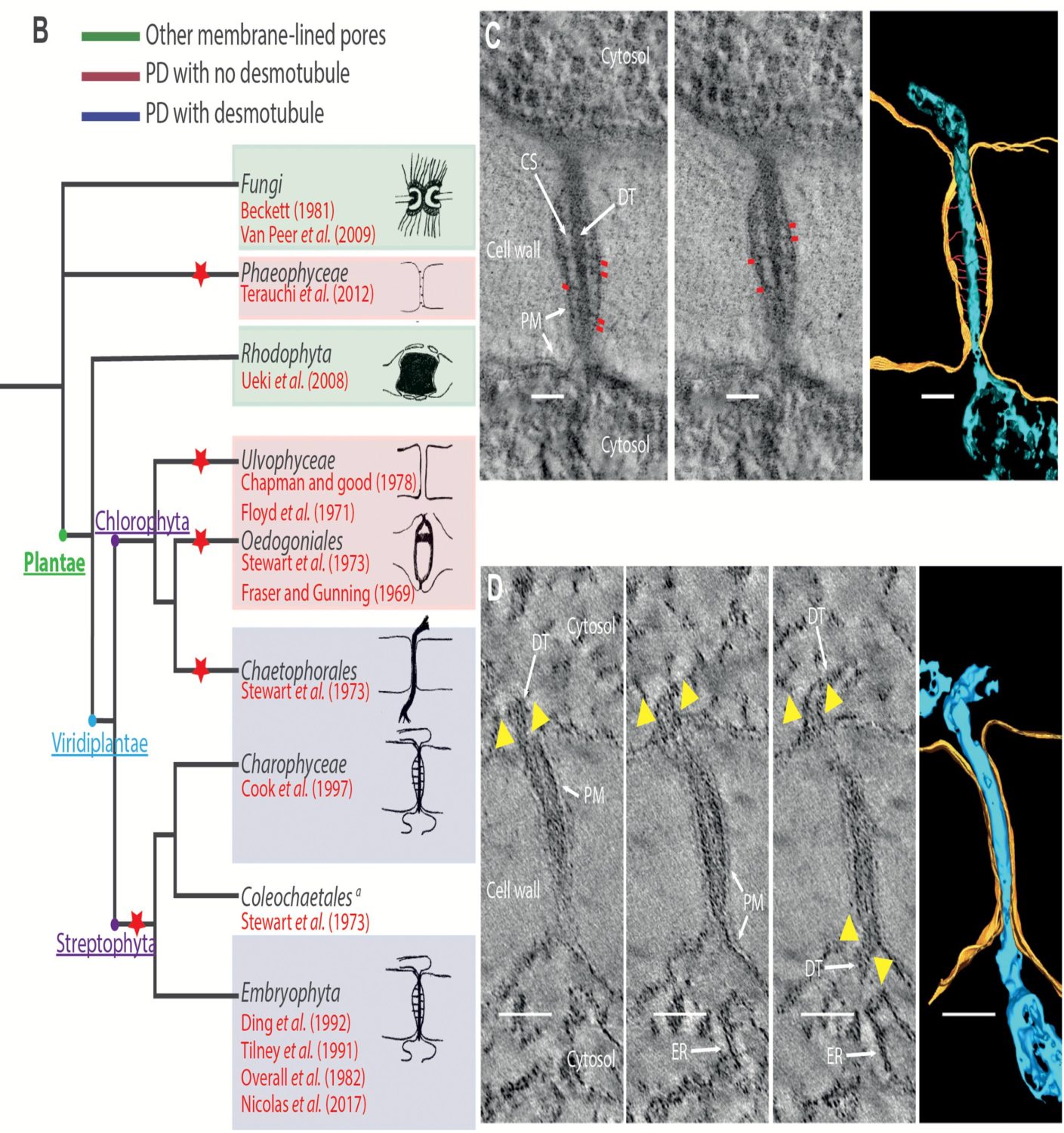 Review: The structure-to-function missing link of plasmodesmata ...