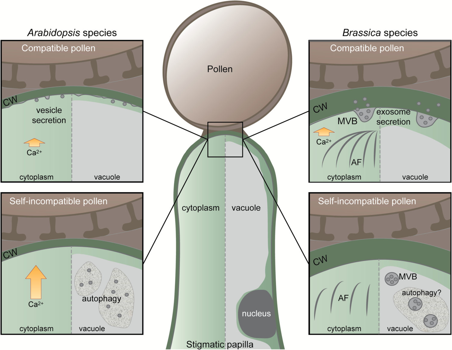 Review: Exocyst, exosomes, and autophagy in pollen-stigma interactions ...