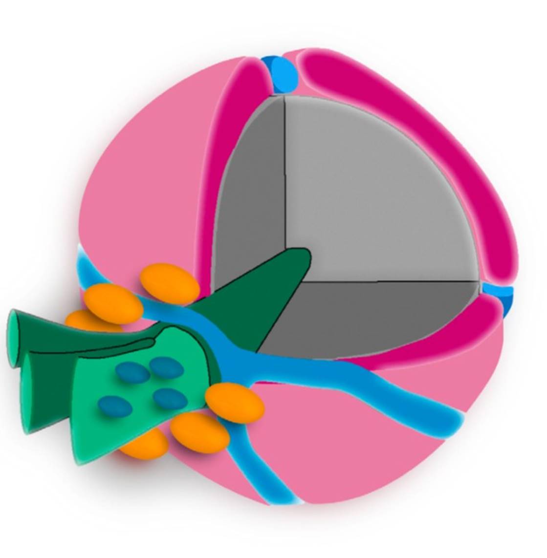A pair of papers that redefines the pyrenoid, the eukaryotic CO2 ...