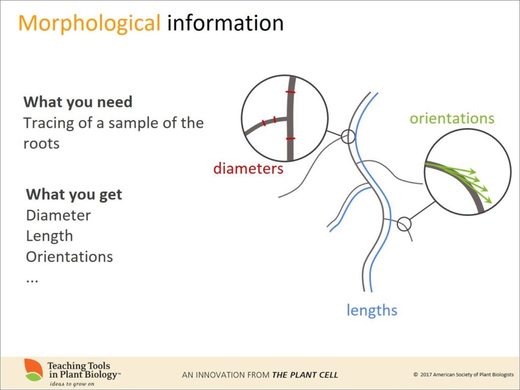 New Teaching Tool: Root Phenomics | Plantae