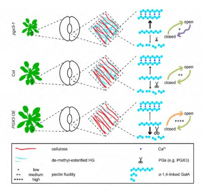 Pectinase function in growth and stomatal dynamics | Plantae