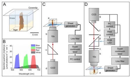 Light sheet microscopy imaging of light absorption and photosynthesis ...