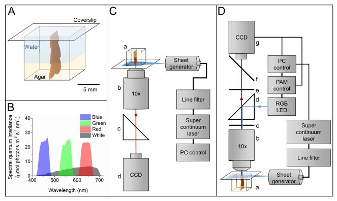 Light sheet microscopy imaging of light absorption and photosynthesis ...