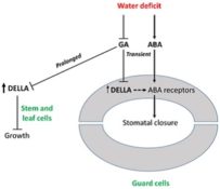 The tomato DELLA protein PROCERA acts in guard cells to promote ...