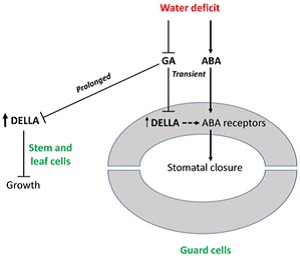 The tomato DELLA protein PROCERA acts in guard cells to promote ...