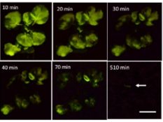 A nanobionic light emitting plant ($) | Plantae