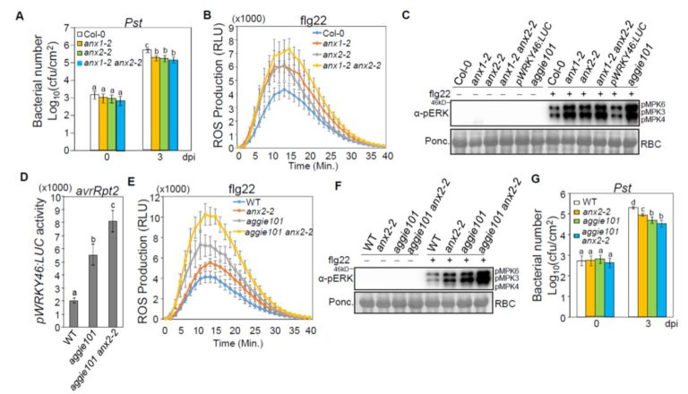 ANXUR receptor-like kinases contribute to both PRR- and NLR-mediated ...