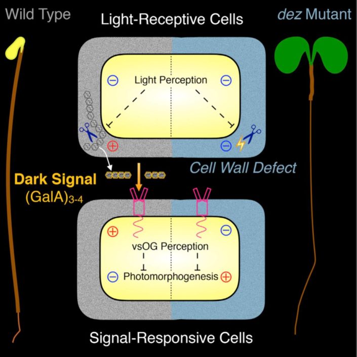 Repression of photomorphogenesis by a small cell-wall-derived dark ...