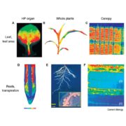 Review: Plant phenomics, from sensors to knowledge ($) | Plantae