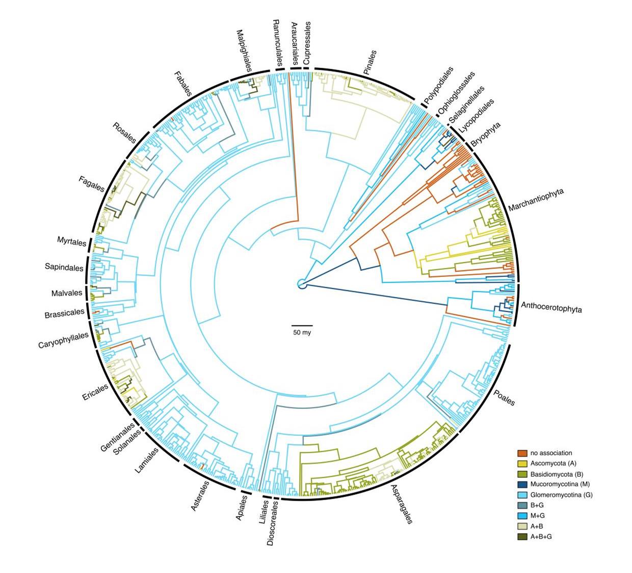 Mycorrhizal fungi shaped the evolution of terrestrial plants | Plantae