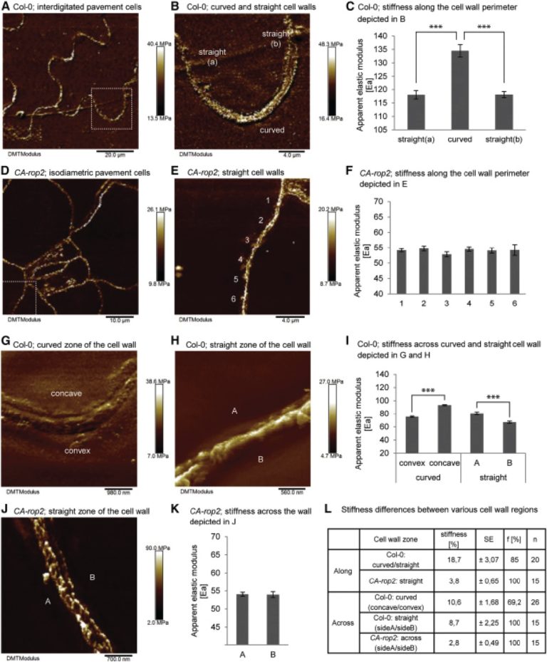 Mechanochemical polarization of contiguous cell walls shapes plant ...
