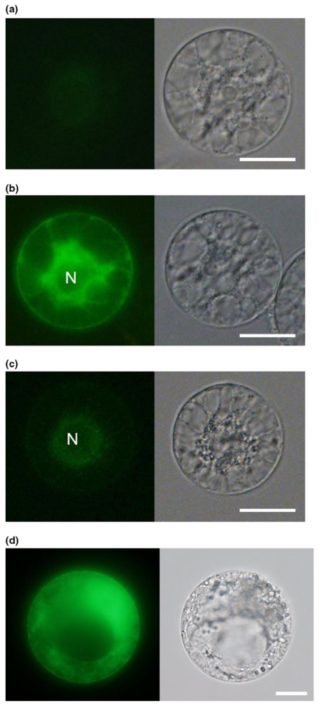 Development of gene expression system in egg cells and zygotes isolated ...