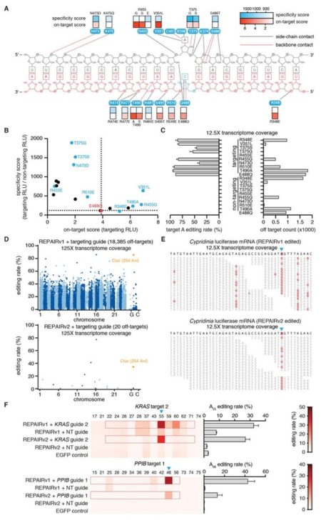Base-editing in RNA and DNA | Plantae