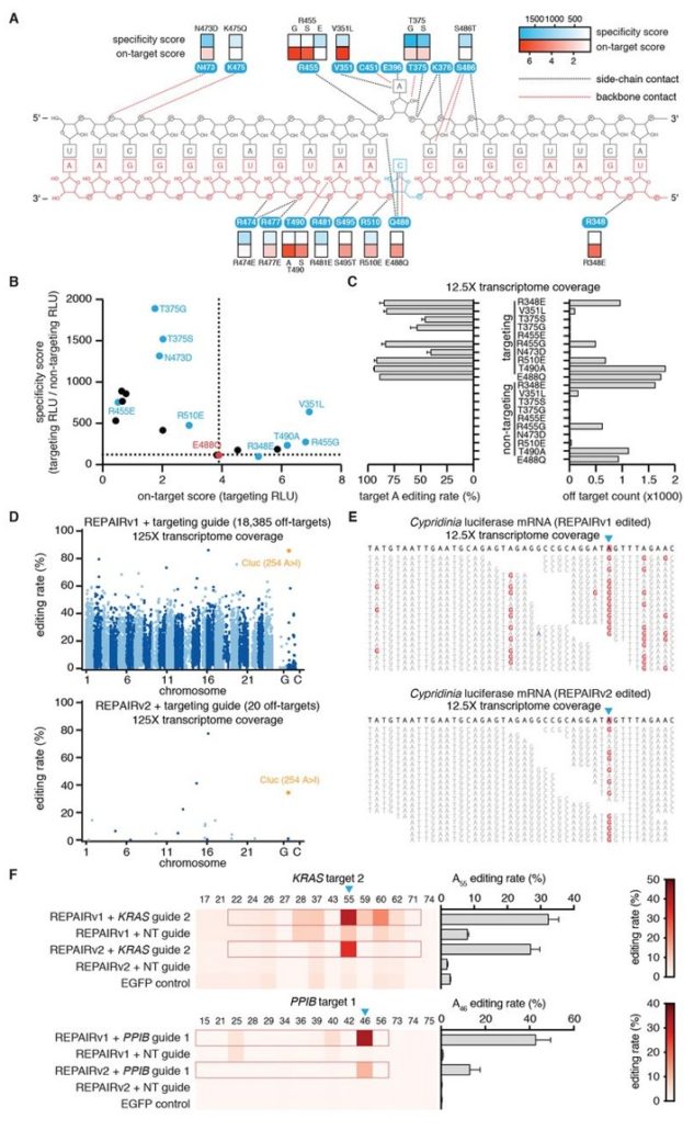 Base-editing in RNA and DNA | Plantae