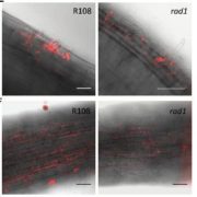The Medicago truncatula GRAS protein RAD1 supports arbuscular ...