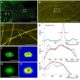 Update: Advances in imaging plant cell dynamics | Plantae