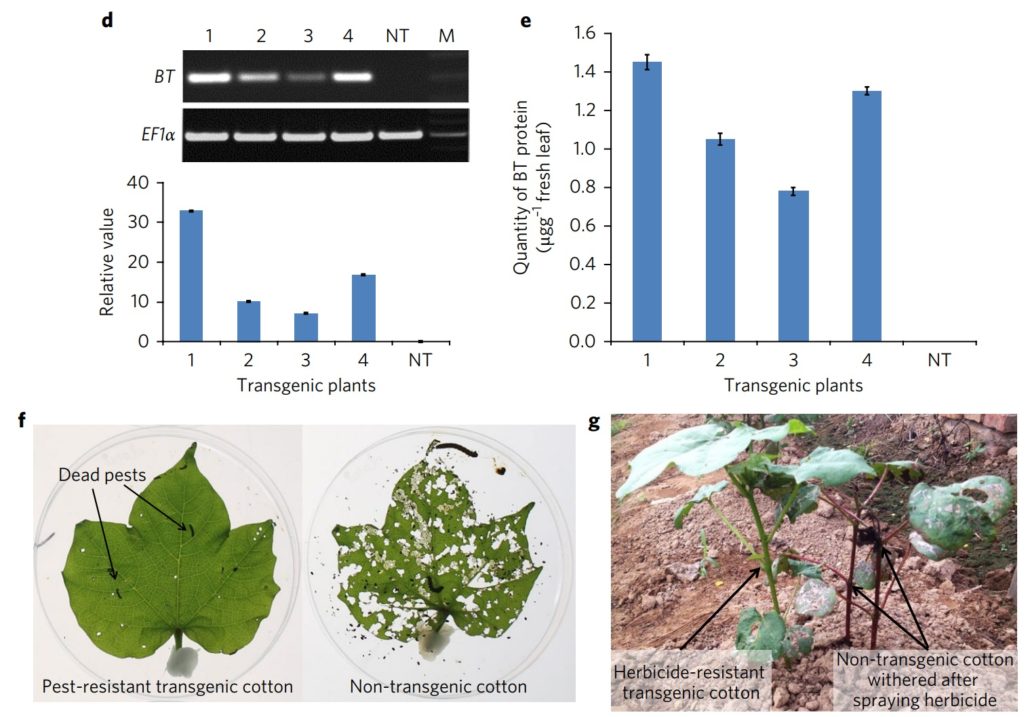 Pollen magnetofection for genetic modification with magnetic ...